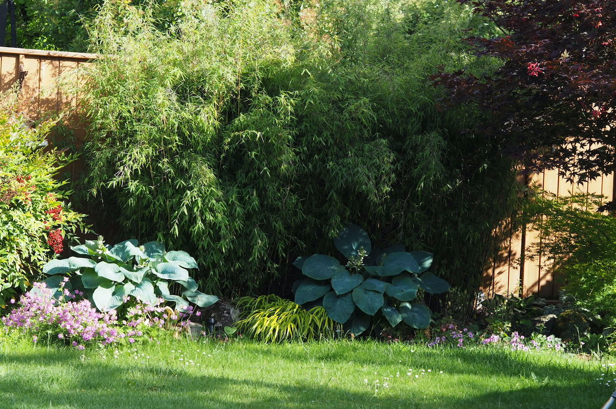 Was muss ich beim Pflanzen von Bambus beachten? • ichsehgrün