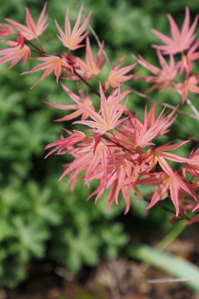 10 Fakten über japanische Ahorne • Ich seh grün