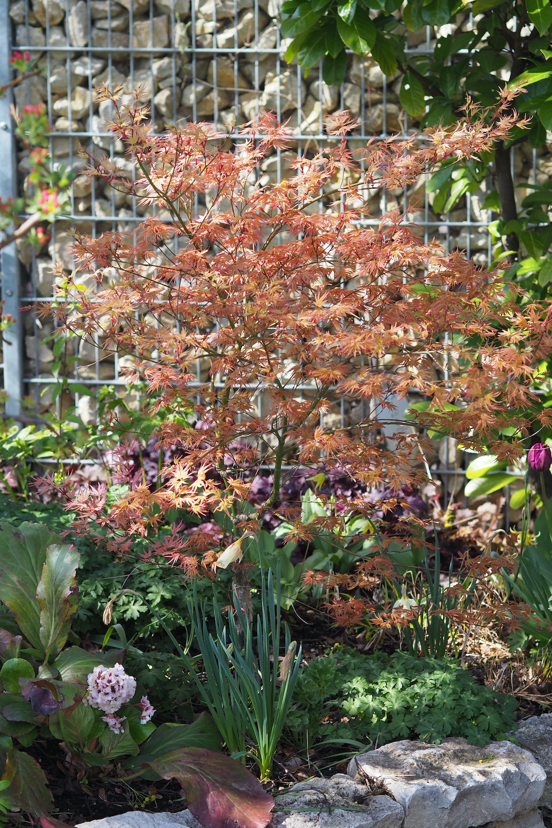 10 Fakten über japanische Ahorne • Ich seh grün