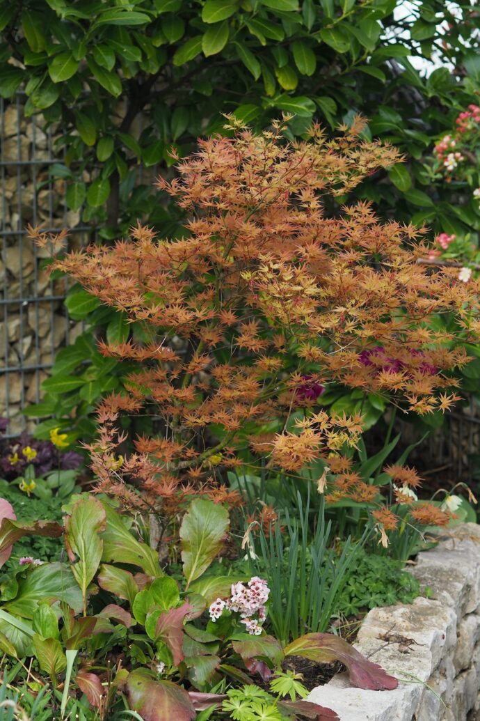 10 Fakten über japanische Ahorne • ichsehgrün