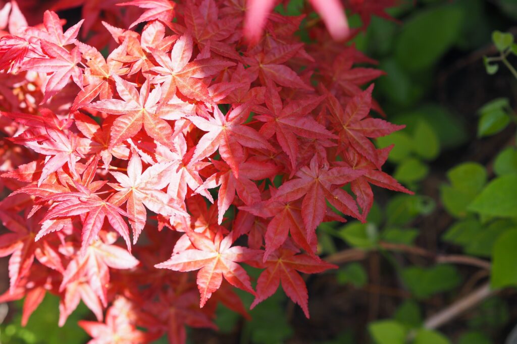 10 Fakten über japanische Ahorne • ichsehgrün