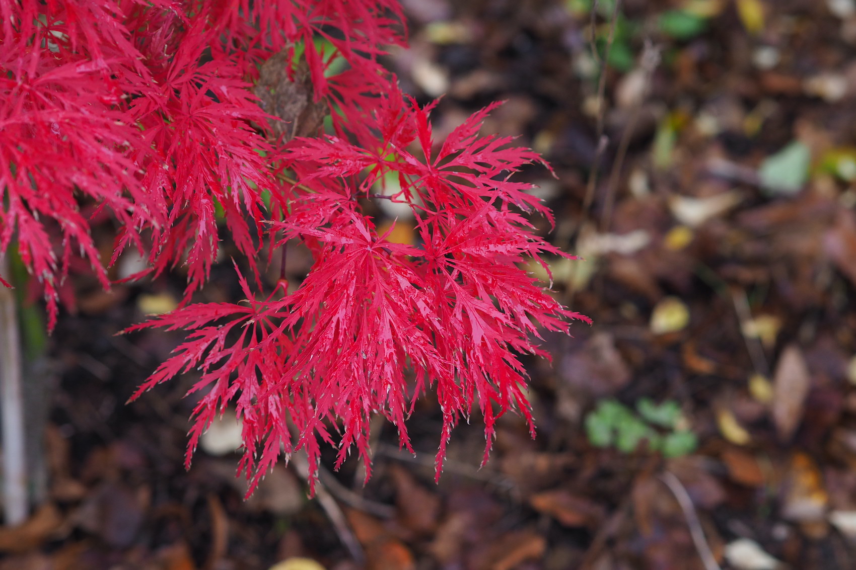 10 Fakten über japanische Ahorne • Ich seh grün