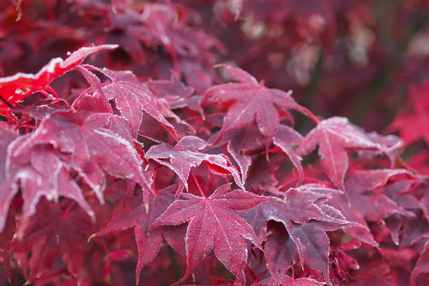10 Fakten über japanische Ahorne • ichsehgrün
