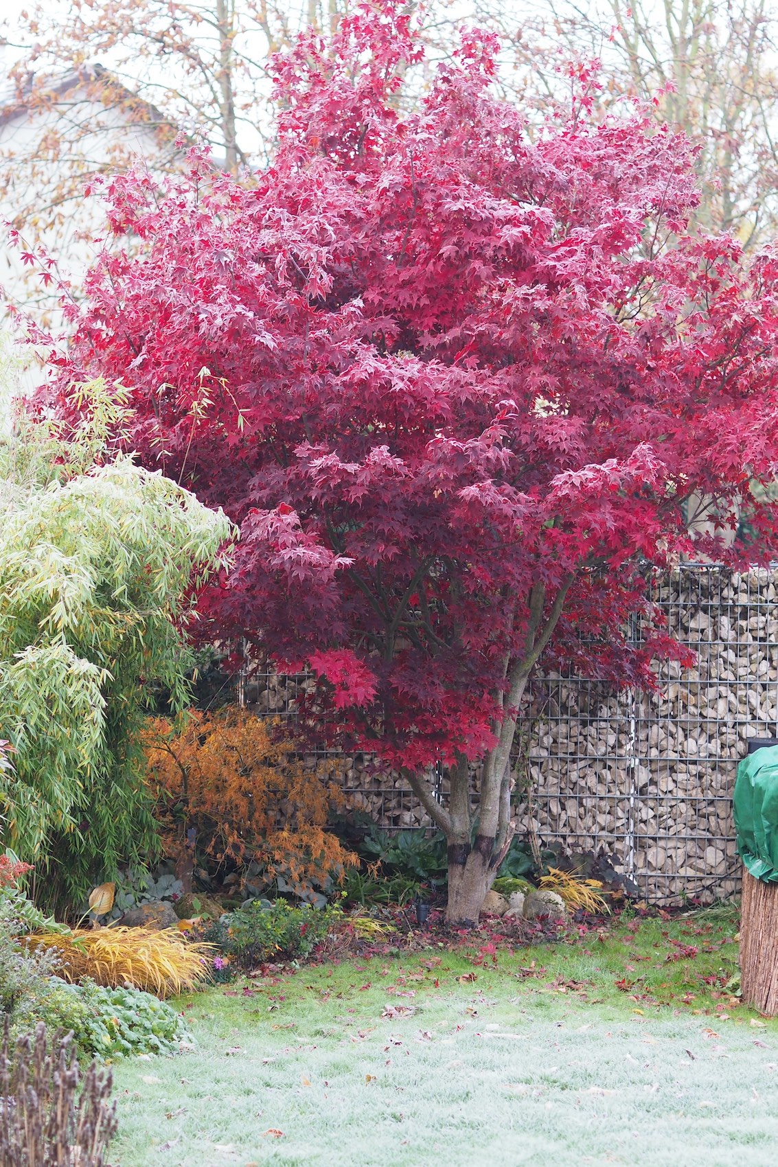 10 Fakten über japanische Ahorne • ichsehgrün