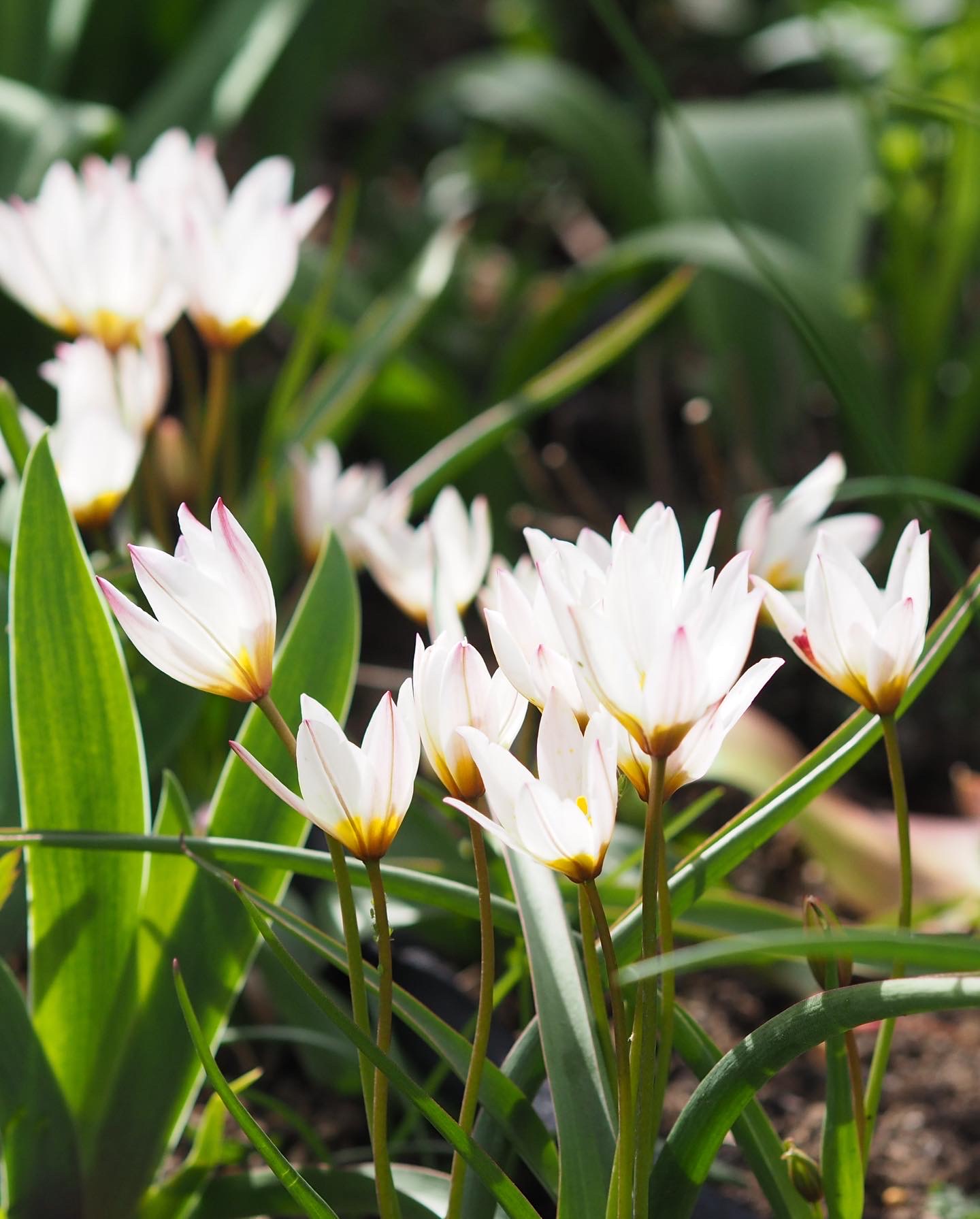 3 Gründe für Botanische Tulpen im Garten • ichsehgrün