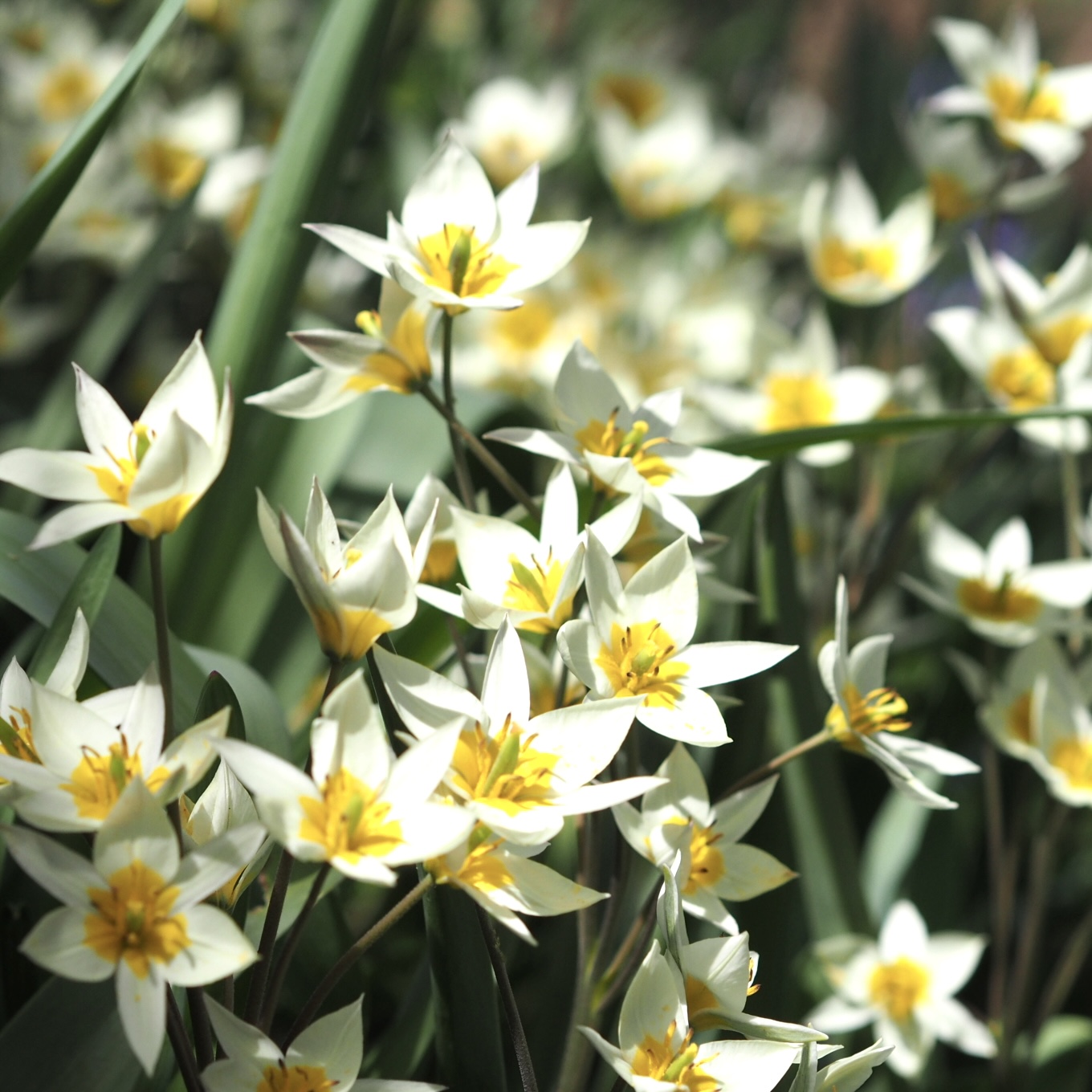 3 Gründe für Botanische Tulpen im Garten • ichsehgrün