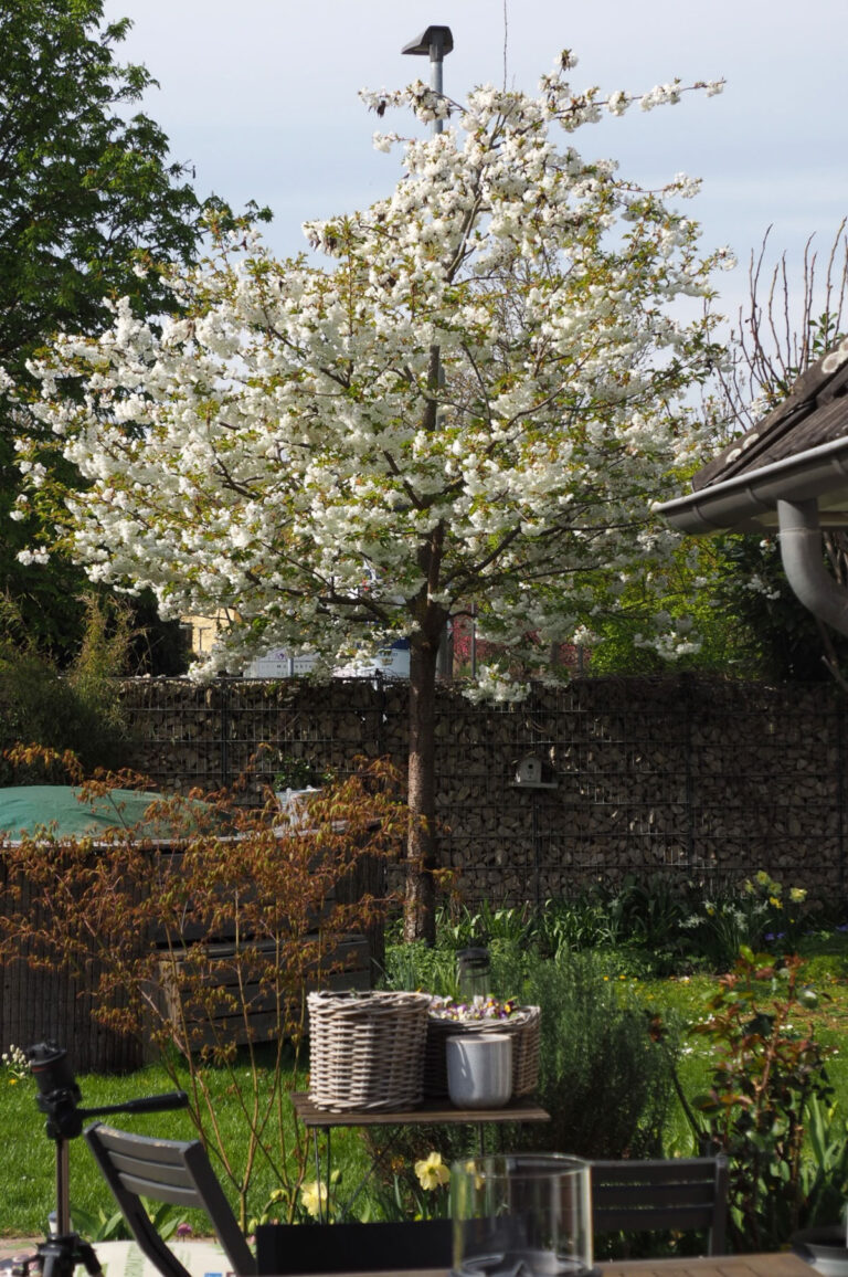 10 kleine Bäume für den kleinen Garten • ichsehgrün